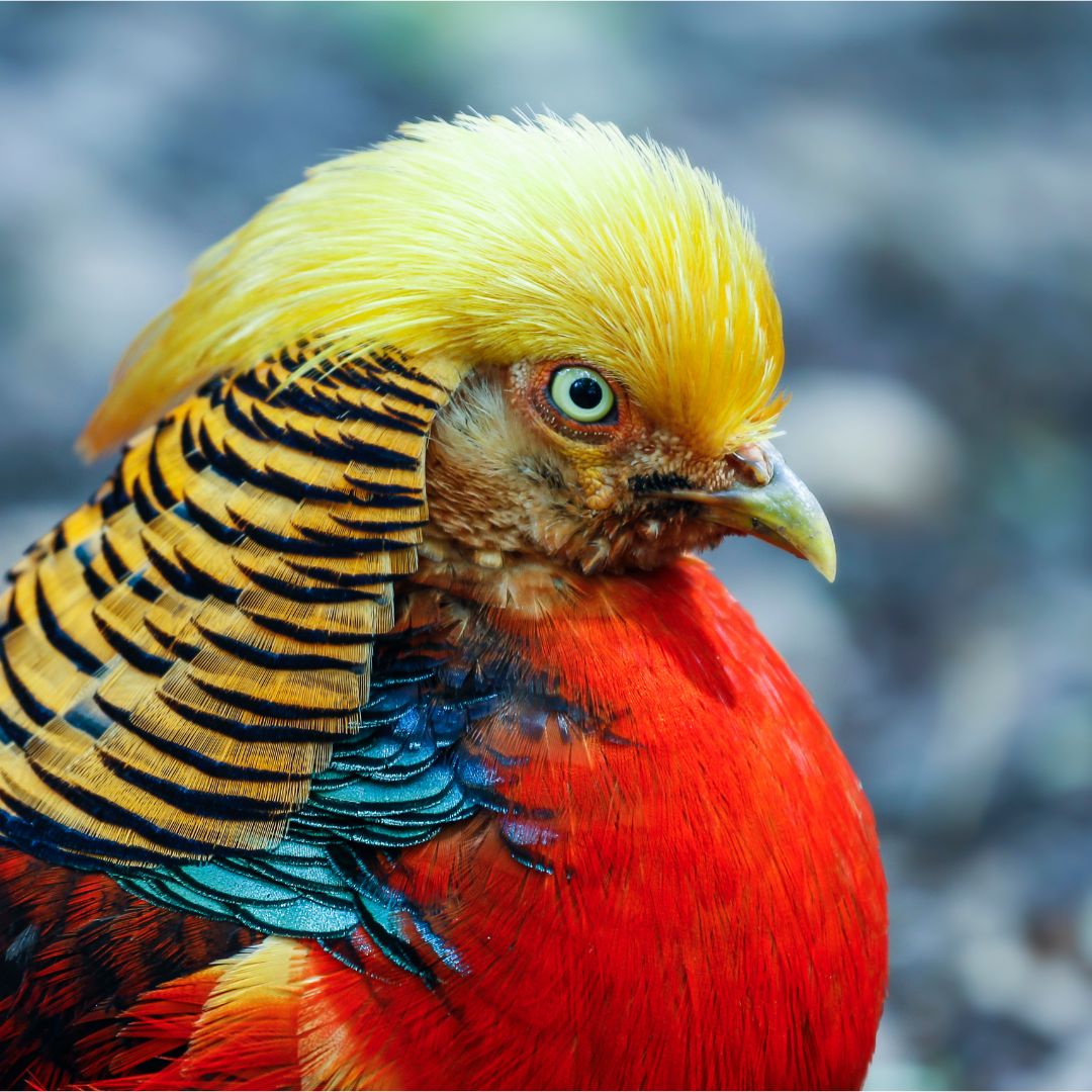 25+ Fabulous Birds With Mohawks (Inc. Awesome Photos)