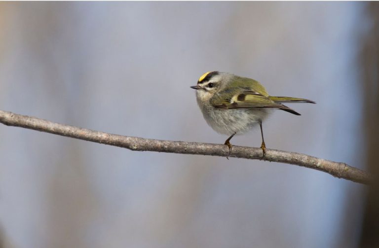 34 Backyard Birds of the Pacific Northwest (Inc. Awesome Photos ...