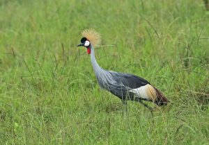30 Birds With Hair You Need To See To Believe (Inc. Awesome Photos ...