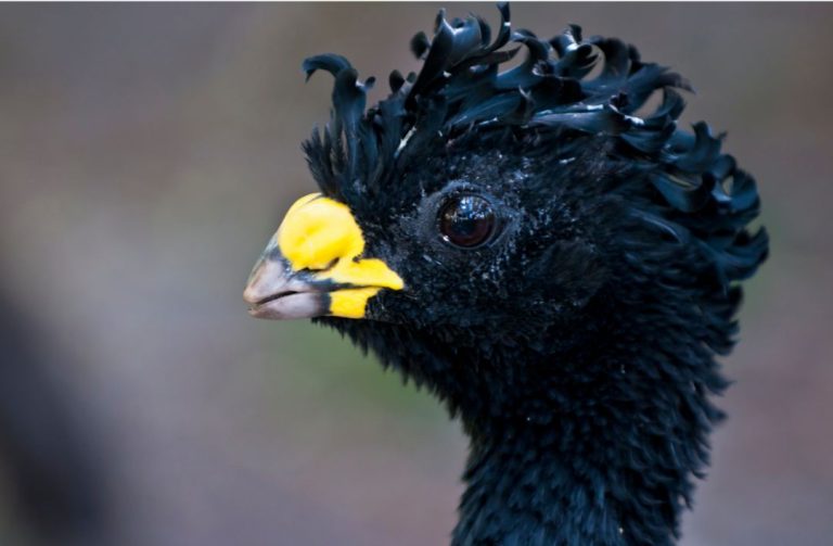 30 Birds With Hair You Need To See To Believe (Inc. Awesome Photos ...