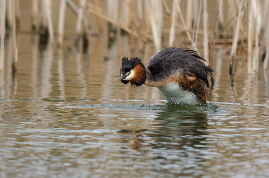 30 Birds With Hair You Need To See To Believe (Inc. Awesome Photos ...