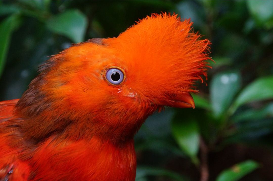 30 Birds With Hair You Need To See To Believe (Inc. Awesome Photos ...