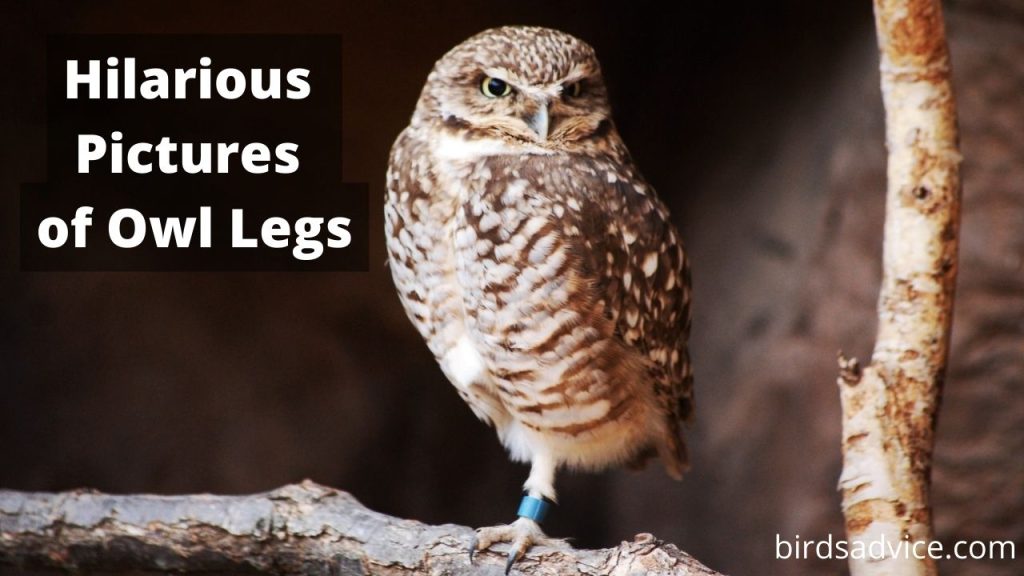 8+ Hilarious Pictures of Owl Legs You Have To See