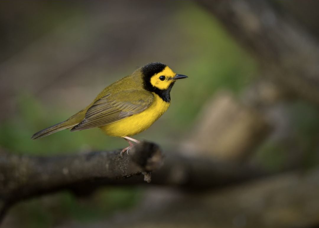 19 Yellow Birds With Black on Wings (Inc. Awesome Photos)