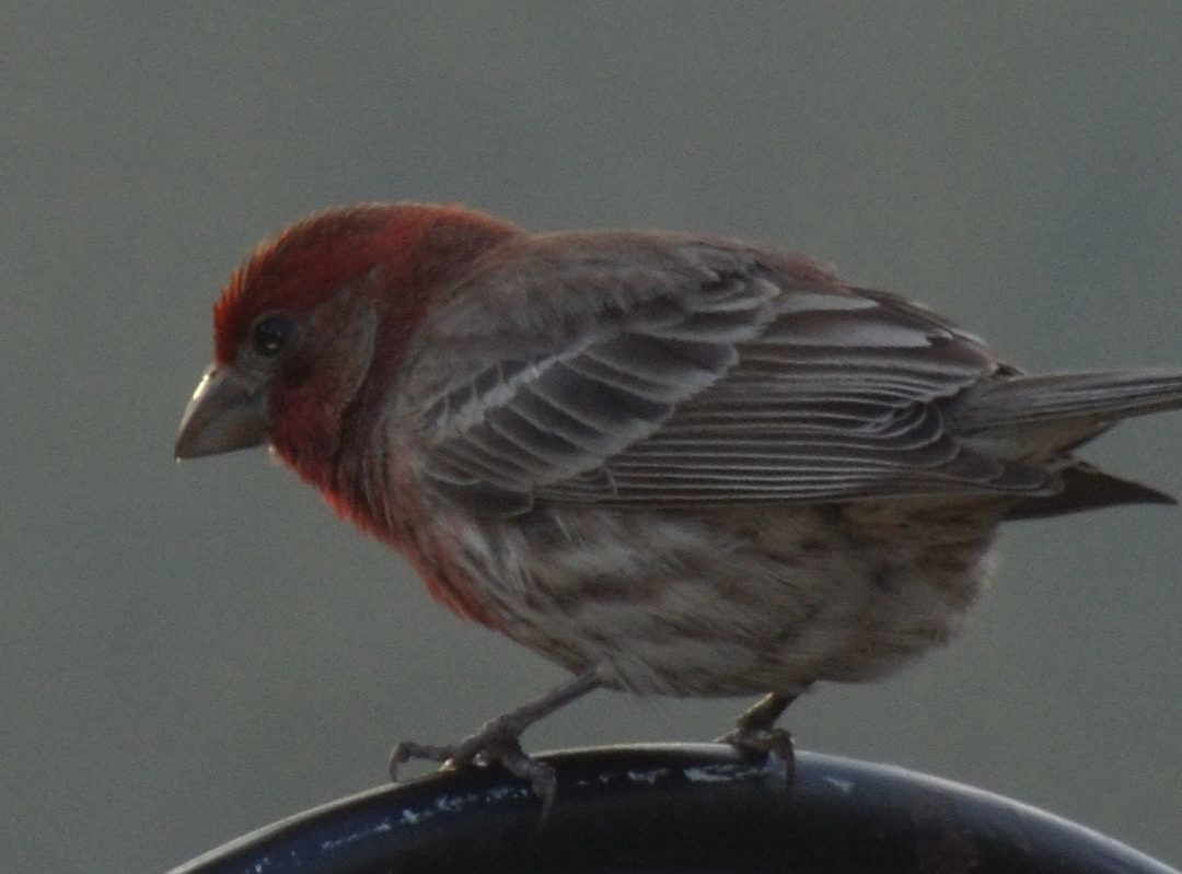 14+ Red Birds in Texas (Inc. Awesome Photos)