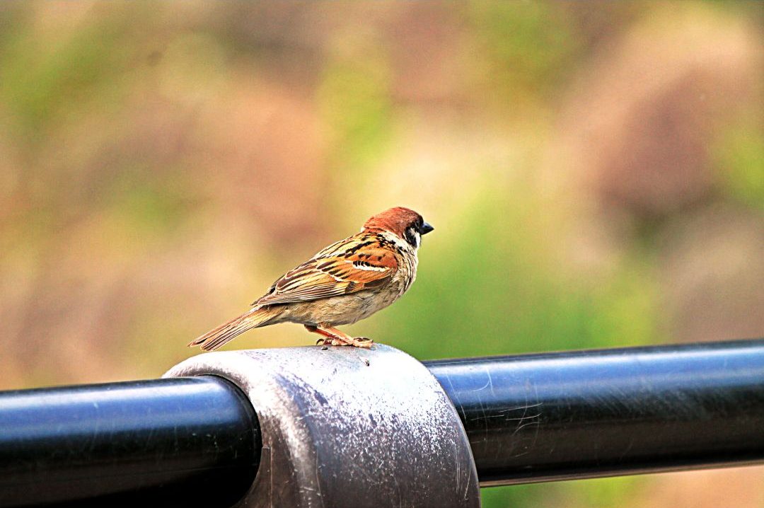 34 Backyard Birds of the Pacific Northwest (Inc. Awesome Photos ...