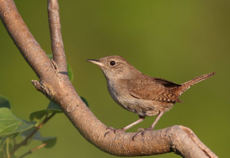 15 Small Brown Birds with Long Beaks (Inc. Awesome Photos)