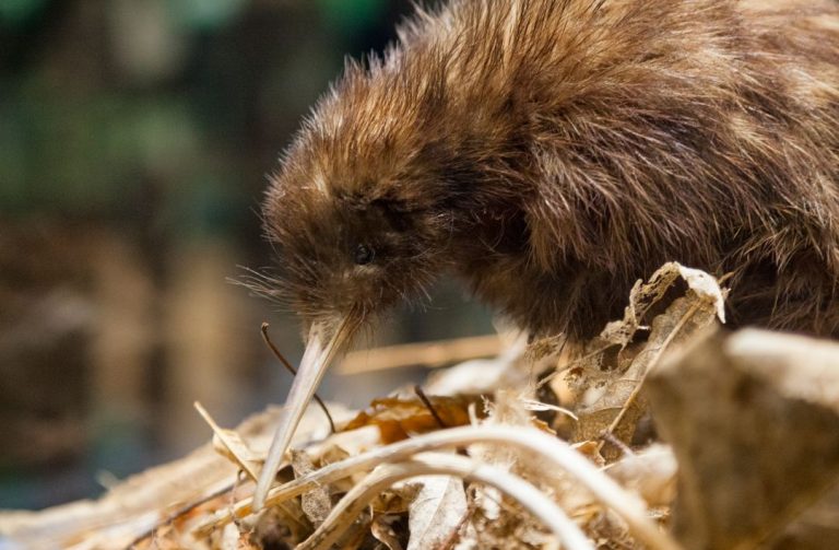 15 Small Brown Birds with Long Beaks (Inc. Awesome Photos)
