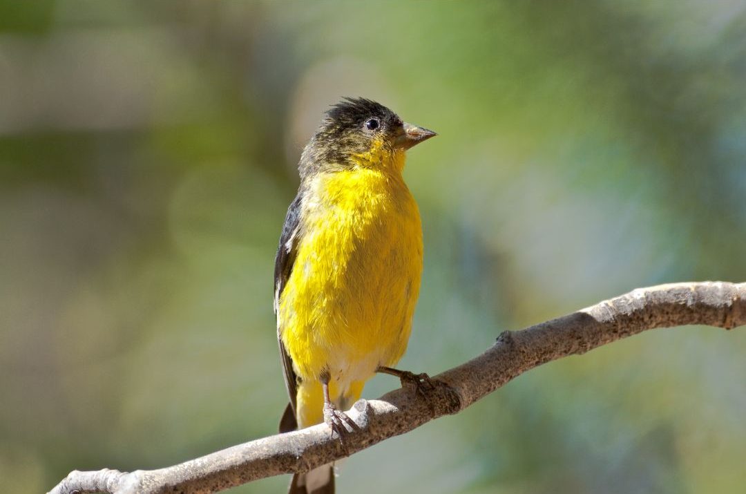 29 Yellow Birds in California (Inc. Awesome Photos)