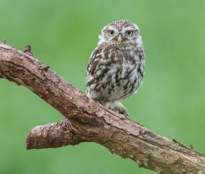 The Top 15 Cutest Owls in the World (Inc. Awesome Photos)