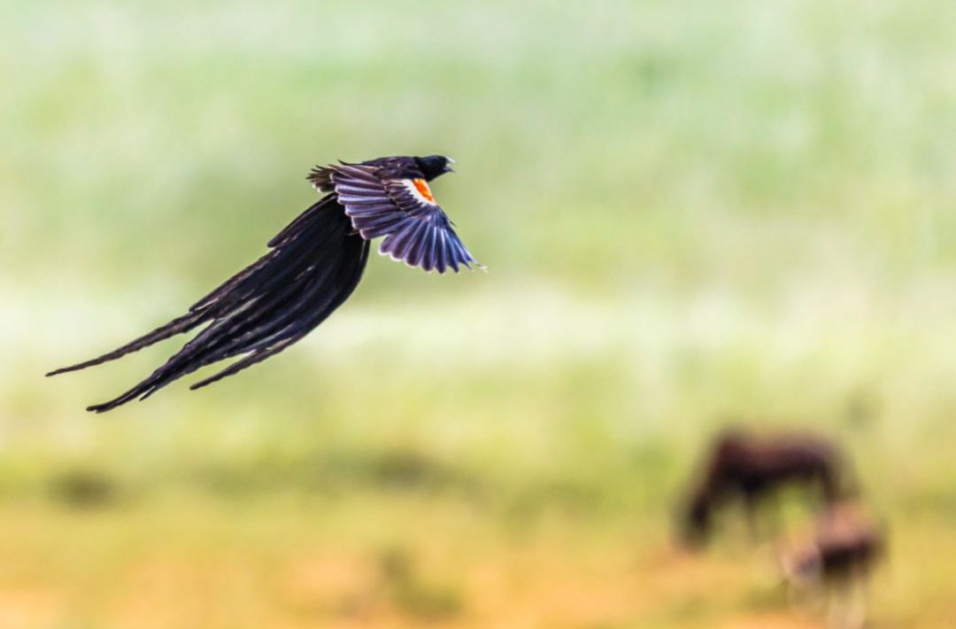 23 Birds Similar to Peacocks (Inc. Awesome Photos)