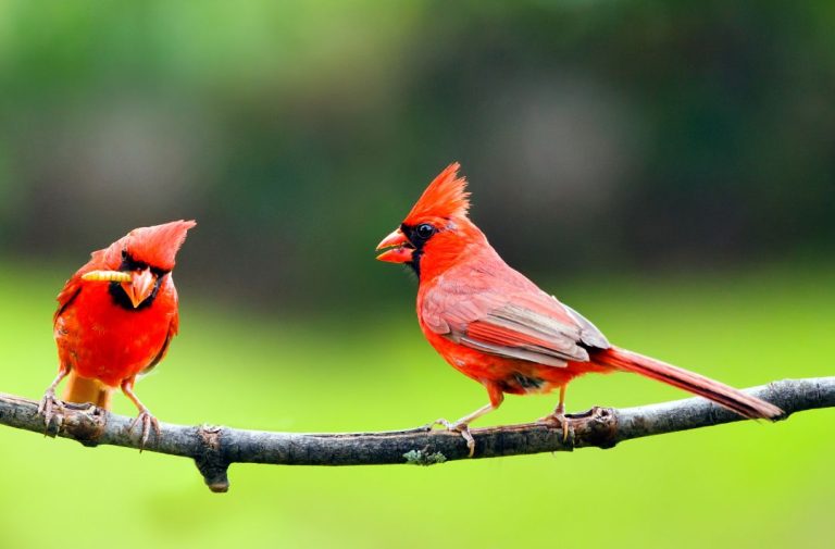 25 Birds with Red Heads North America Inc. Awesome Photos)