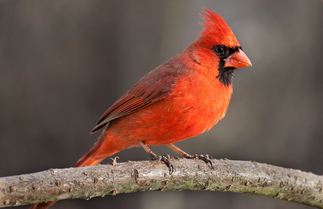 25+ Fabulous Birds With Mohawks (Inc. Awesome Photos)