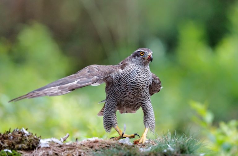10 Species of Hawks in Wisconsin (Inc. Awesome Photos)