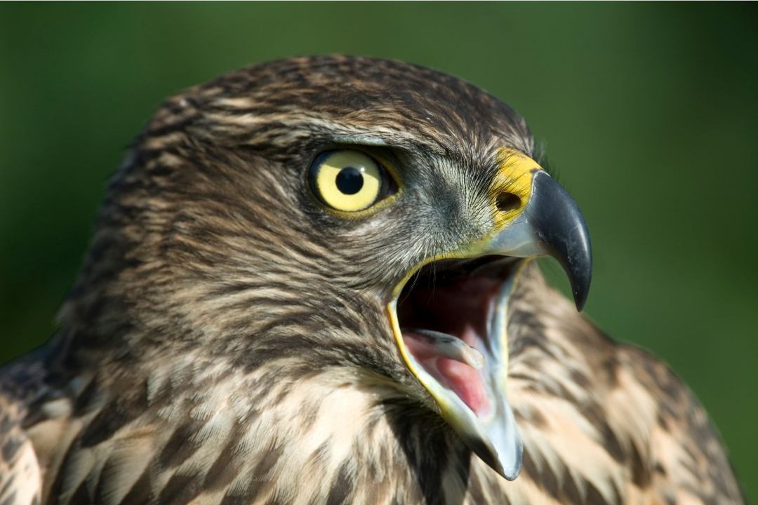 8 Species of Hawk in Massachusetts (Inc. Awesome Photos)