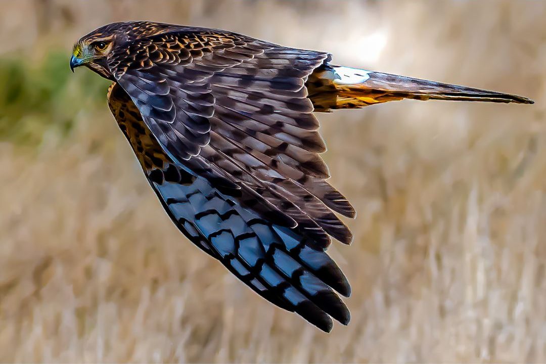 8 Species of Hawk in Pennsylvania (Inc. Awesome Photos)