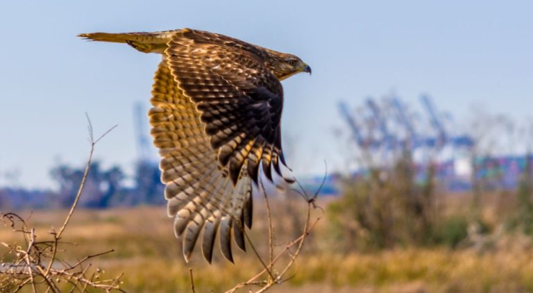 6 Species of Hawk in Georgia (Inc. Awesome Photos)