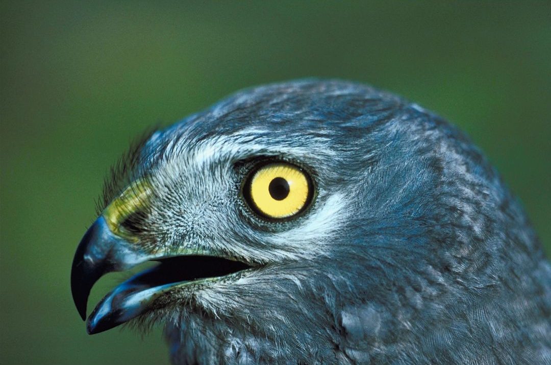 8 Species of Hawk in Virginia (Inc. Awesome Photos)