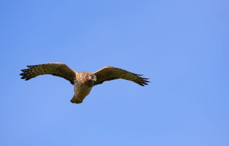 10 Species of Hawks in Wisconsin (Inc. Awesome Photos)