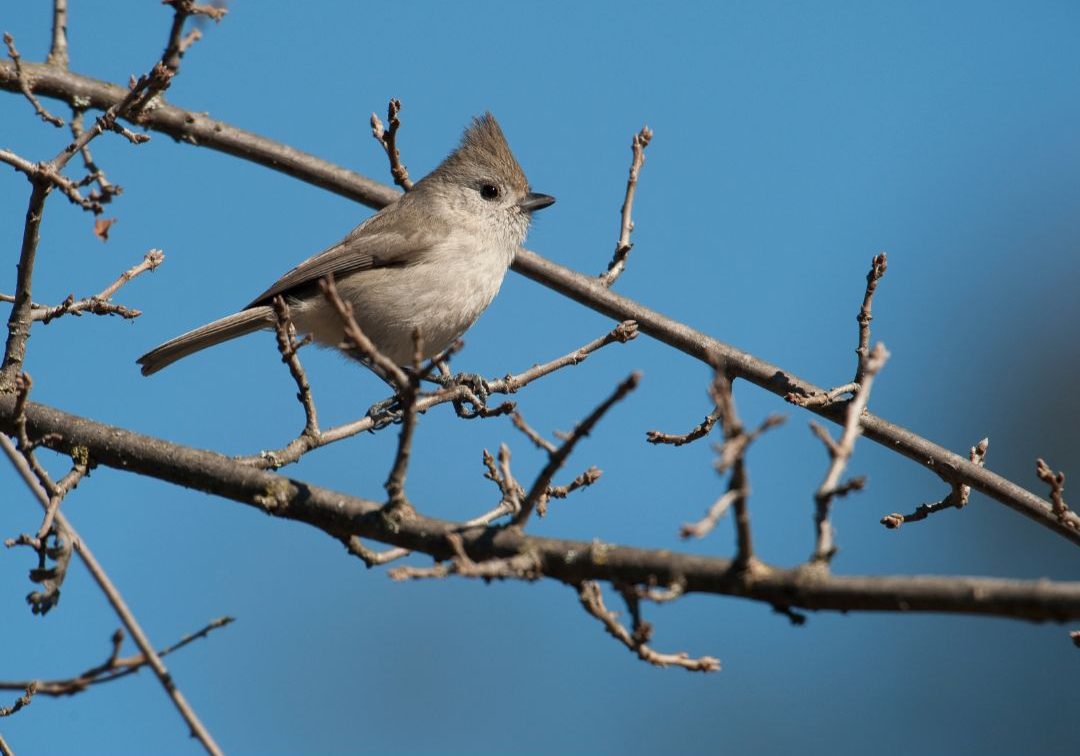 13 Birds With Crests Of North America (Inc. Awesome Photos)