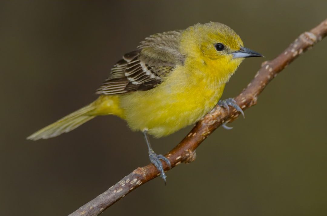 19 Yellow Birds With Black on Wings (Inc. Awesome Photos)
