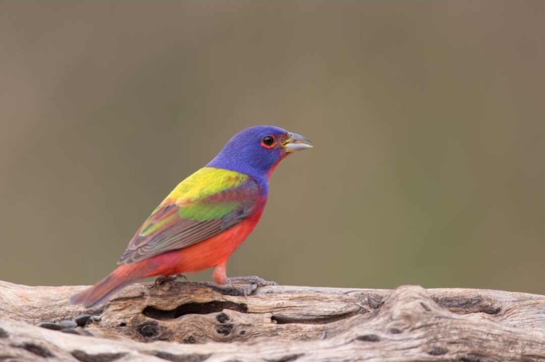 14+ Red Birds in Texas (Inc. Awesome Photos)