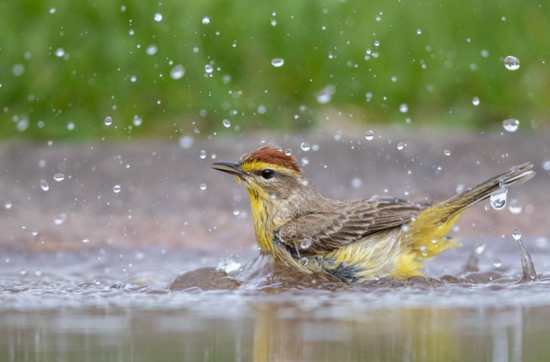 25 Birds with Red Heads North America Inc. Awesome Photos) - Birds Advice