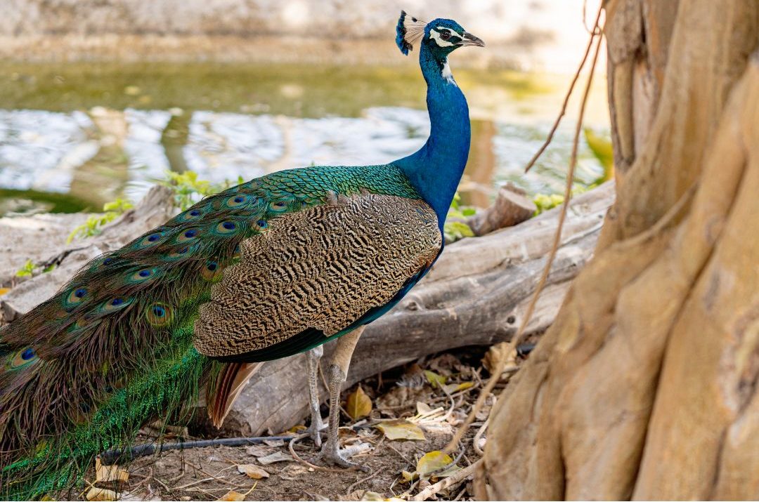 23 Birds Similar to Peacocks (Inc. Awesome Photos)