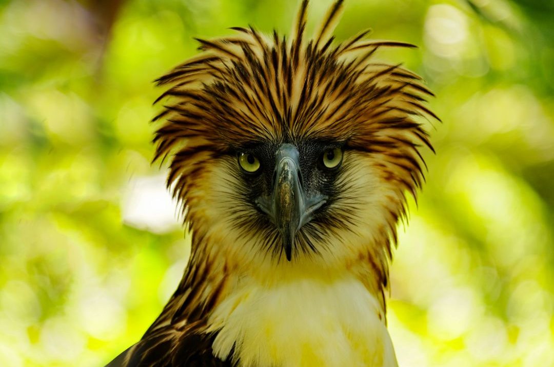 25+ Fabulous Birds With Mohawks (Inc. Awesome Photos) - Birds Advice