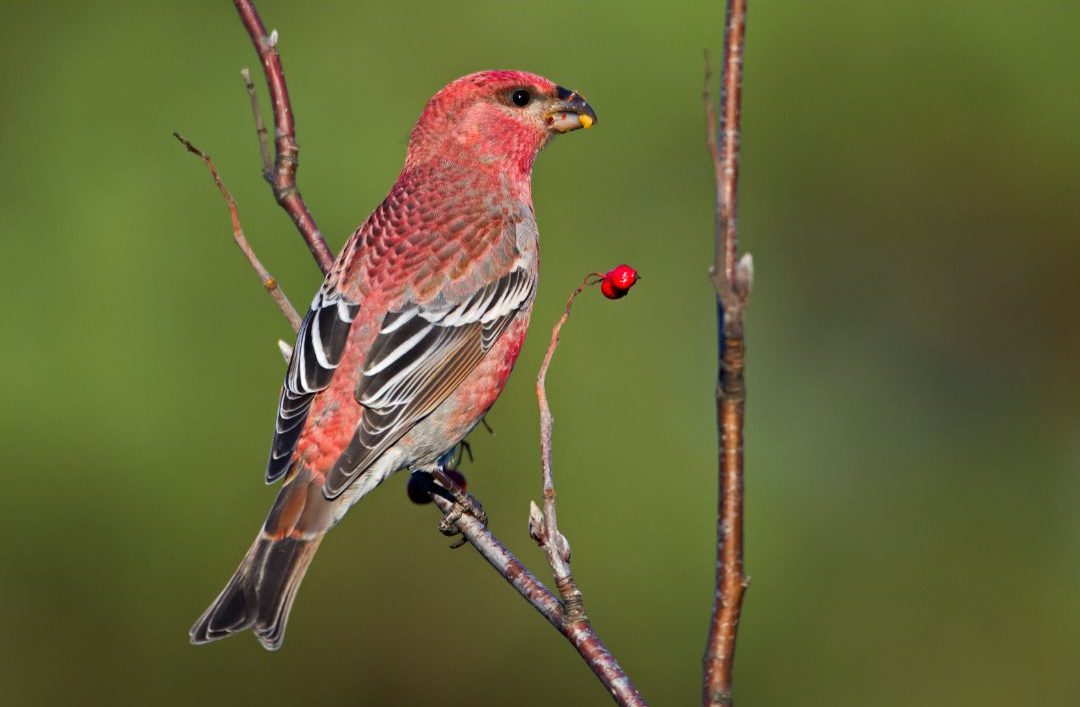 25 Birds with Red Heads North America Inc. Awesome Photos)