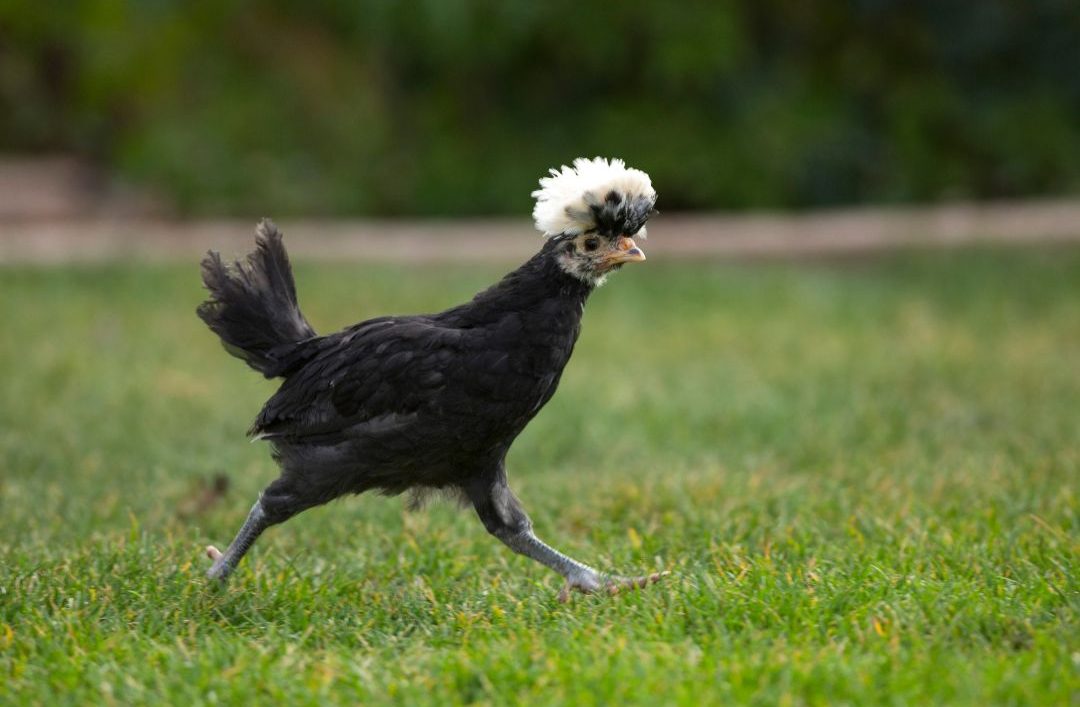 30 Birds With Hair You Need To See To Believe (Inc. Awesome Photos ...