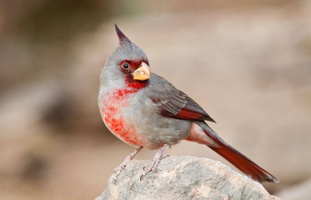 25 Birds with Red Heads North America Inc. Awesome Photos)