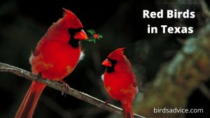 14+ Red Birds in Texas (Inc. Awesome Photos)