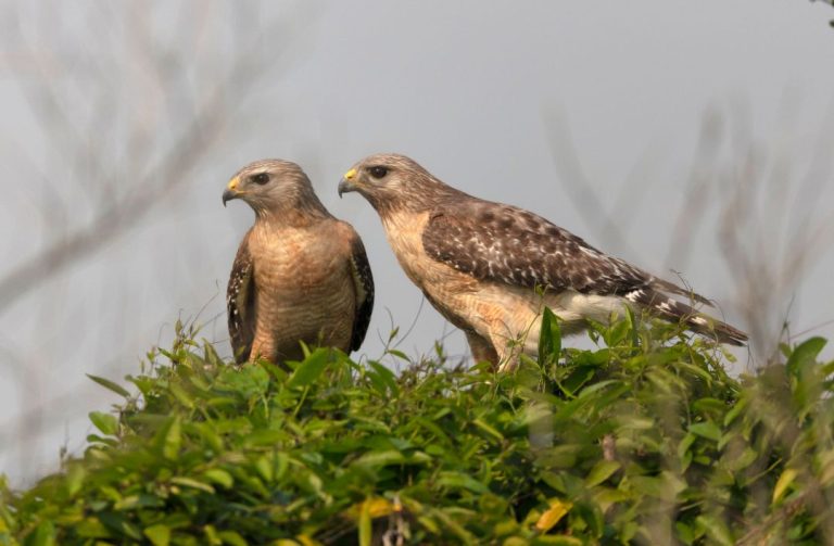 18 Species of Hawks in Texas (Inc. Awesome Photos)