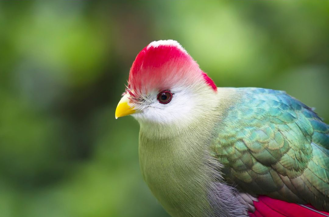 25+ Fabulous Birds With Mohawks (Inc. Awesome Photos)