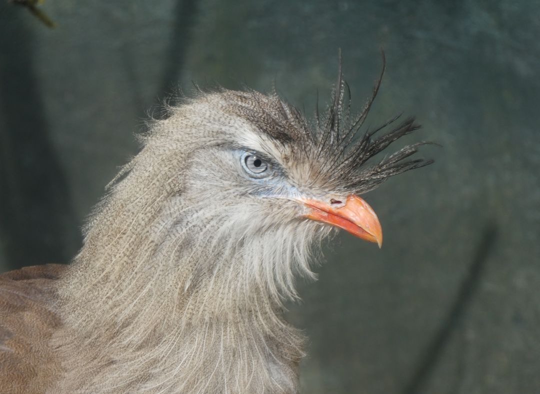 30 Birds With Hair You Need To See To Believe (Inc. Awesome Photos ...