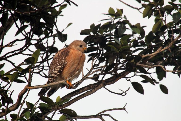 8 Species of Hawk in Connecticut (Inc. Awesome Photos)