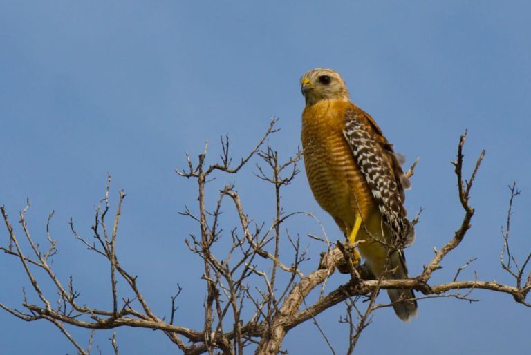10 Species of Hawks in Minnesota (Inc. Awesome Photos) - Birds Advice