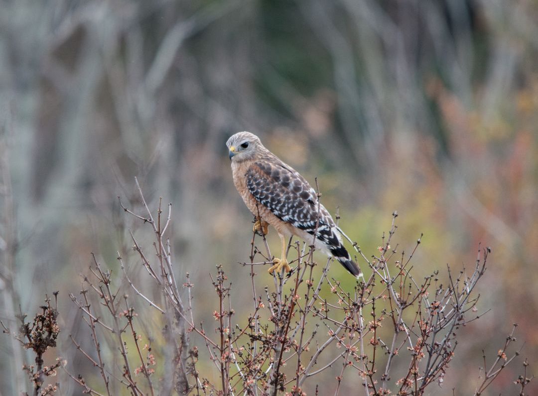 6 Species of Hawk in Georgia (Inc. Awesome Photos)