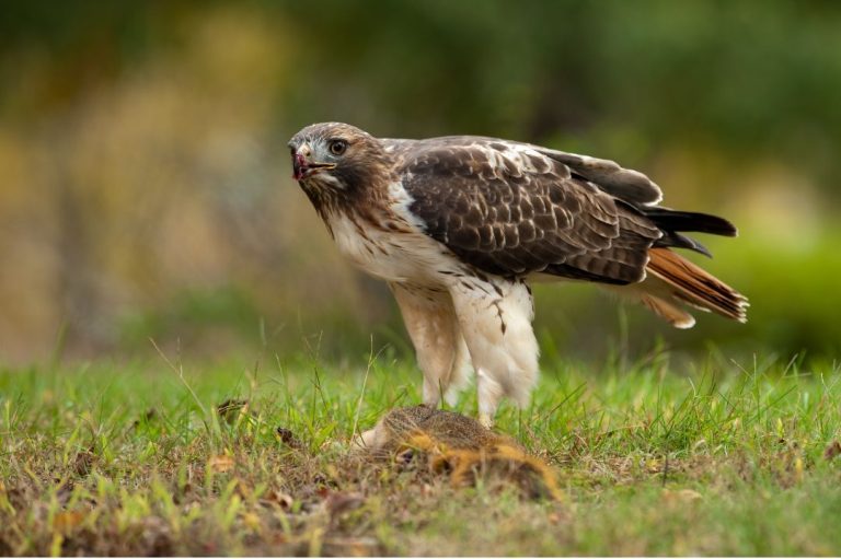 10 Species of Hawks in Wisconsin (Inc. Awesome Photos)