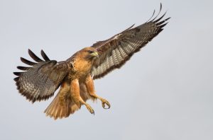 10 Species of Hawks in Minnesota (Inc. Awesome Photos)