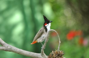 30 Birds With Hair You Need To See To Believe (Inc. Awesome Photos ...