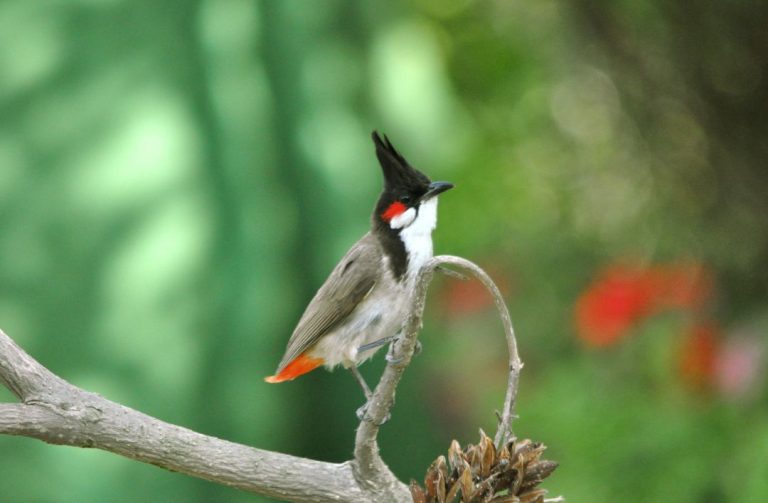 25+ Fabulous Birds With Mohawks (Inc. Awesome Photos)