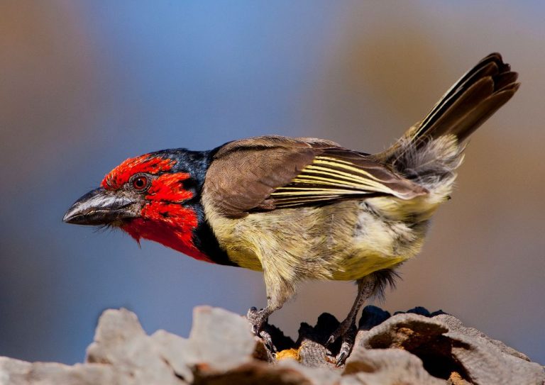 25 Birds with Red Heads North America Inc. Awesome Photos)