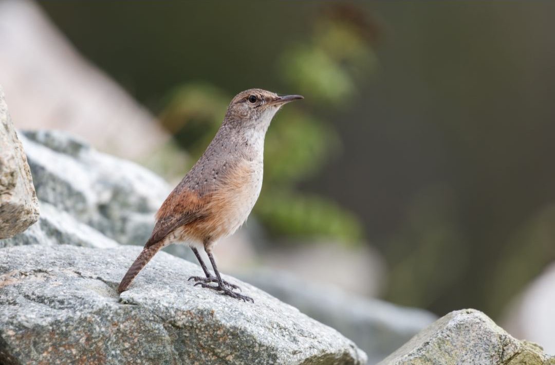 15 Small Brown Birds with Long Beaks (Inc. Awesome Photos)