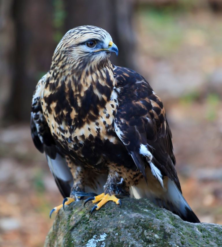 8 Species of Hawk in New Jersey (Inc. Awesome Photos)