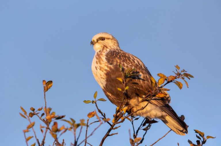 10 Species of Hawks in Wisconsin (Inc. Awesome Photos)