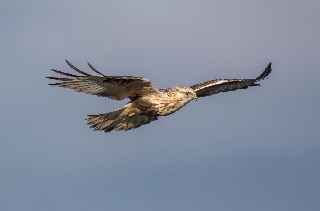 7 Species of Hawk in Tennessee (Inc. Awesome Photos)