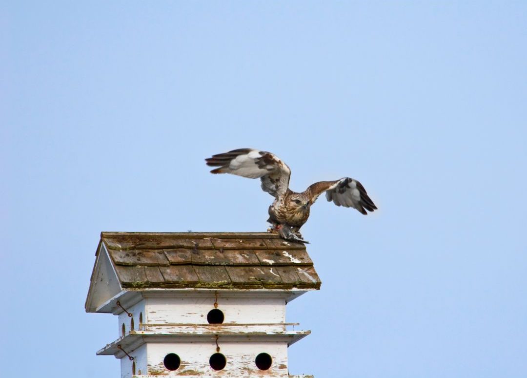 8 Species of Hawk in Virginia (Inc. Awesome Photos)