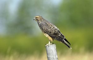 10 Species of Hawks in Minnesota (Inc. Awesome Photos)